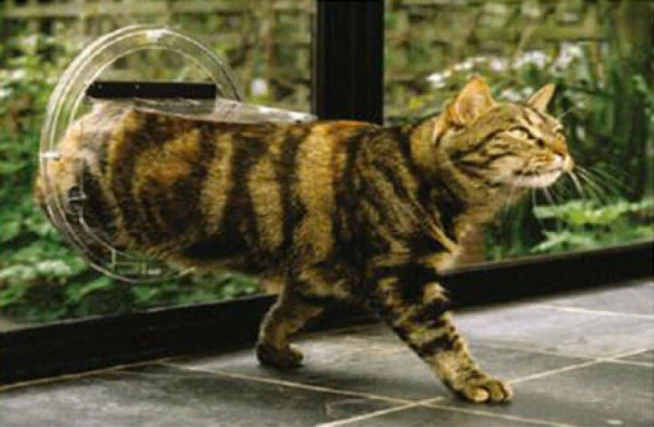 Pet Doors – Glass HQ